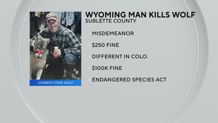 Wyoming snowmobiler indicted for allegedly hitting wolf, tormenting ...
