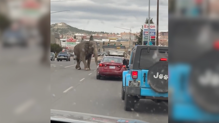Elephant named Viola escapes circus, takes walk through bustling ...