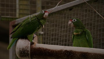 Scientists trying to protect wildlife from extinction as climate change ...