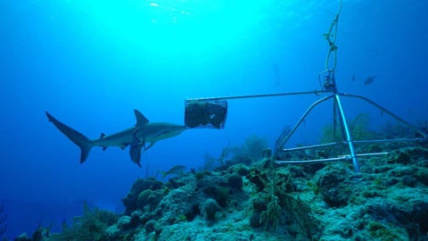 How countries are using innovative technology to preserve ocean life ...