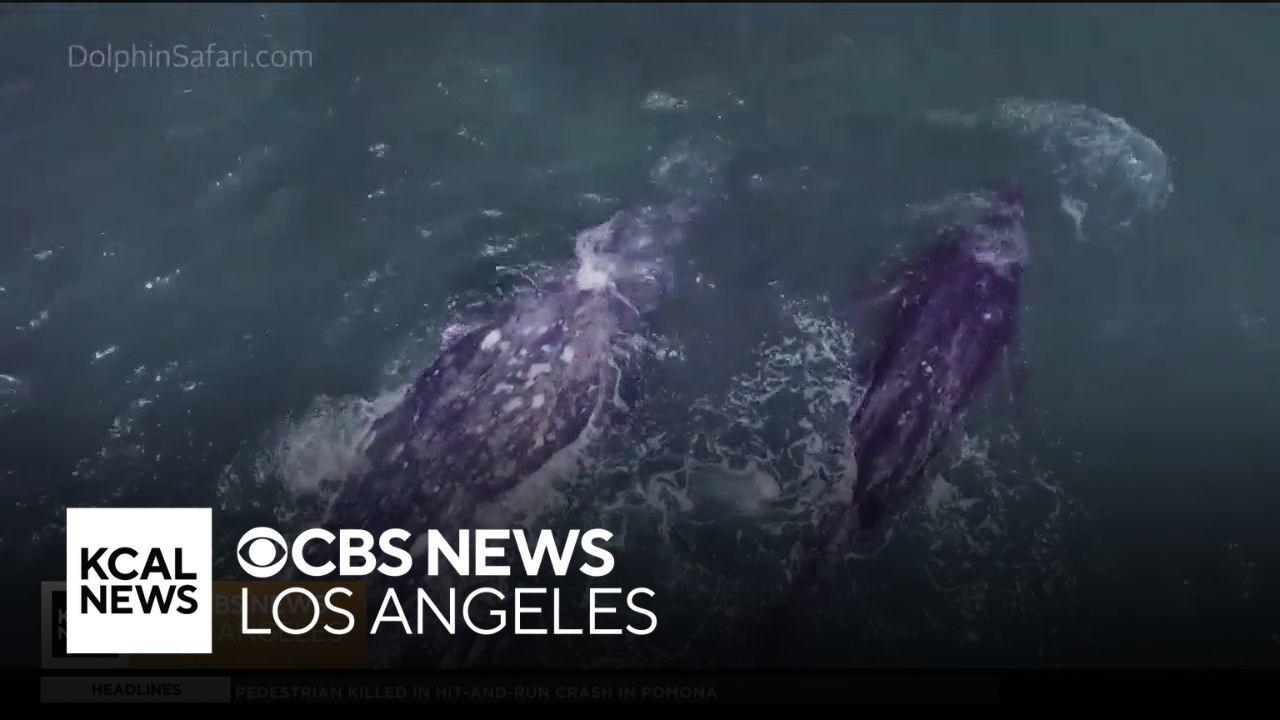 Climate change is putting gray whales on the brink of possible ...