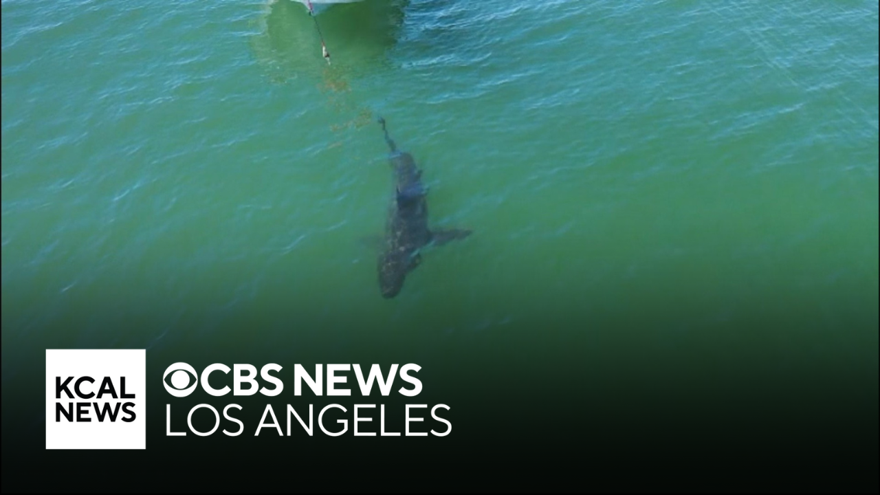 Young great white sharks along Southern California coast prefer warm ...