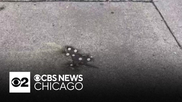 Chicago "rat hole" removed from sidewalk, but preserved intact - CBS ...
