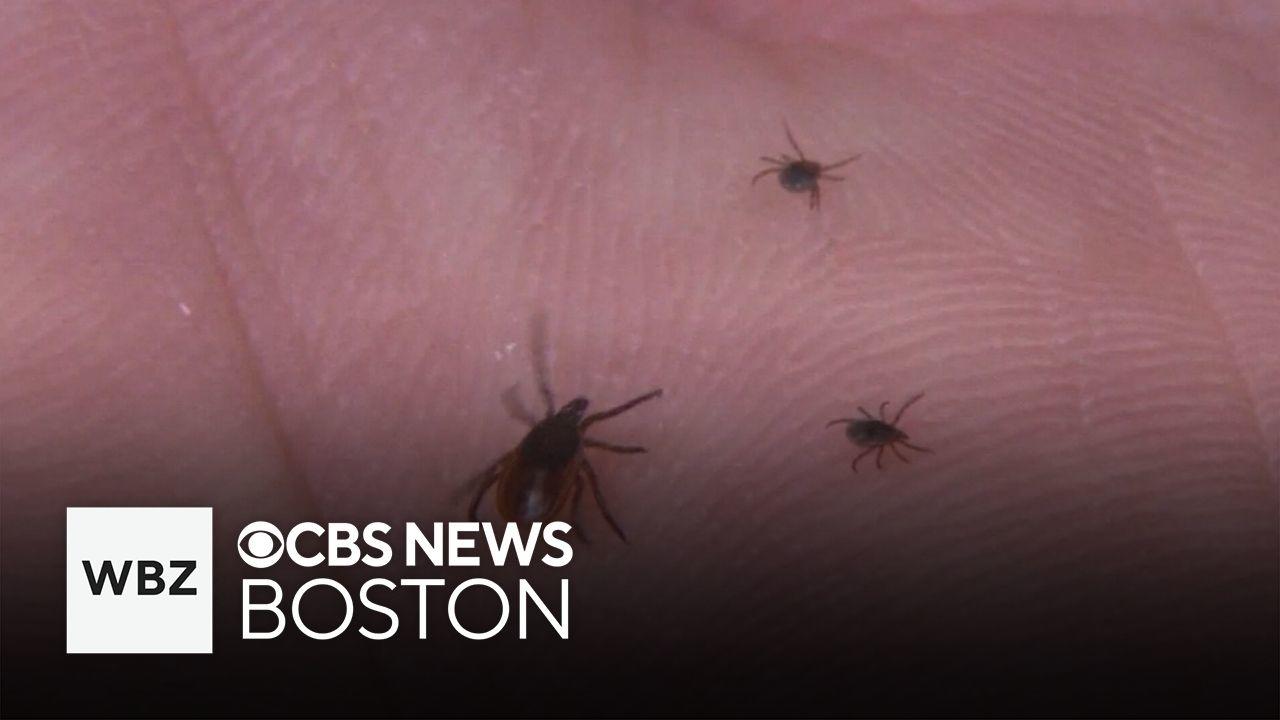 Powassan virus reported in Massachusetts town; Residents urged to avoid ...