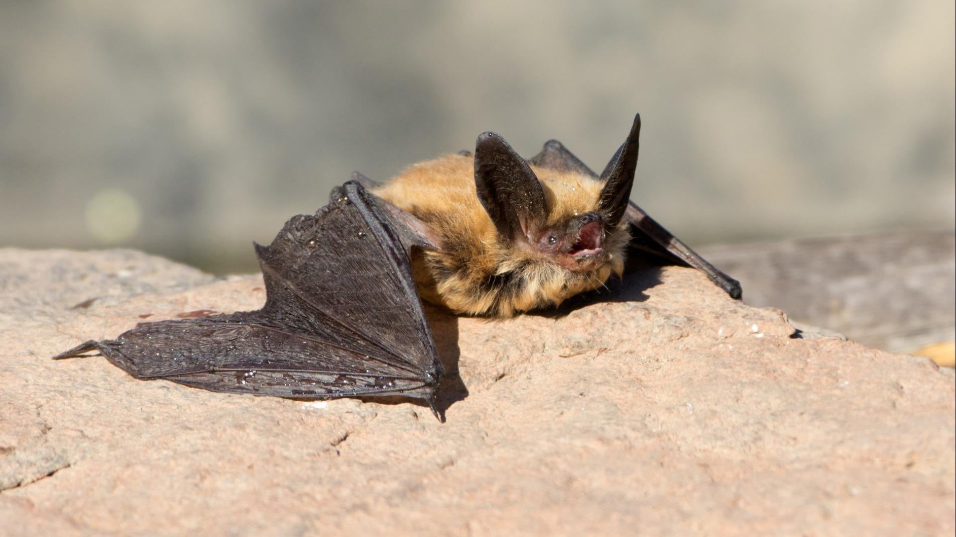 Endangered Mexican long-nosed bats now being tracked via "eDNA" using their saliva - CBS News