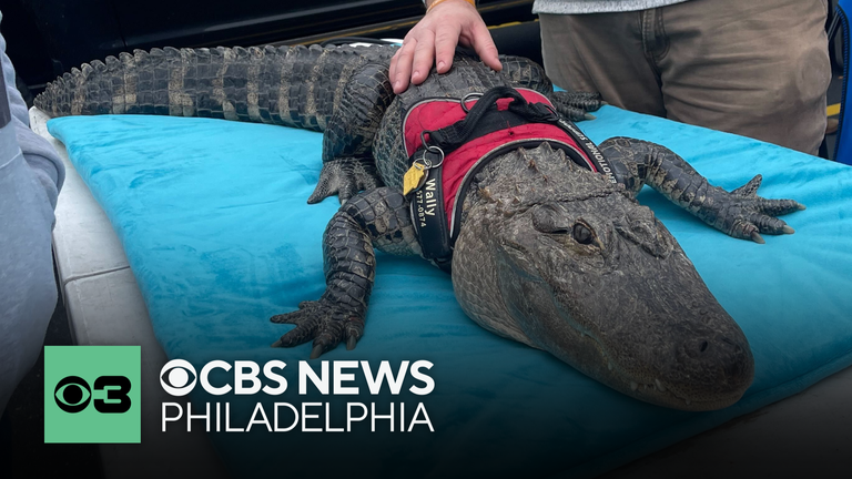 Wally the emotional support alligator reportedly stolen, owner pleas ...