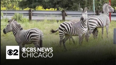 Rodeo bullfighter helps wrangle 3 escaped zebras in Washington state as ...
