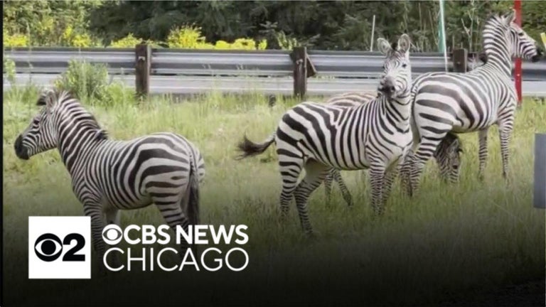 Rodeo bullfighter helps wrangle 3 escaped zebras in Washington state as ...