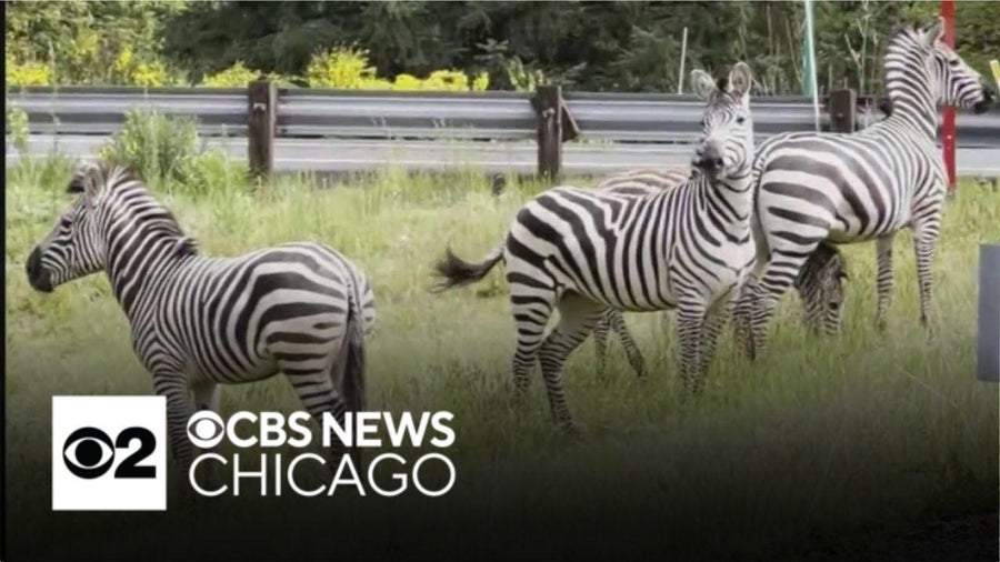 Rodeo bullfighter helps wrangle 3 escaped zebras in Washington state as ...