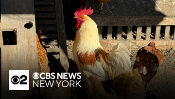 Feds testing ground beef sold where dairy cows were stricken by bird ...