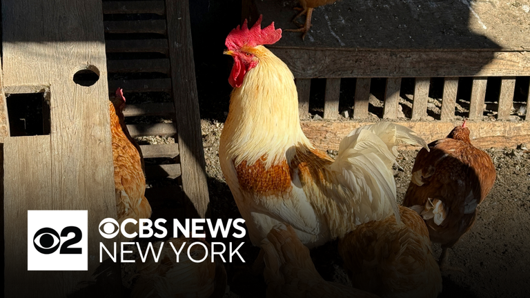 Feds testing ground beef sold where dairy cows were stricken by bird ...