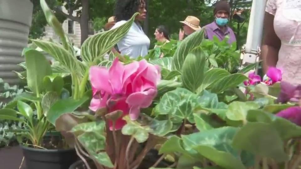 Baltimore's annual Flower Mart festival returns to Mount Vernon - CBS ...