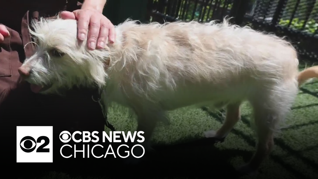 Meet Ceasar, PAWS Chicago's Pet of the Week - CBS Chicago