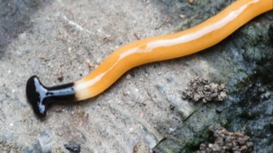 Hammerhead flatworm spotted in Ontario after giant toxic worm invades ...