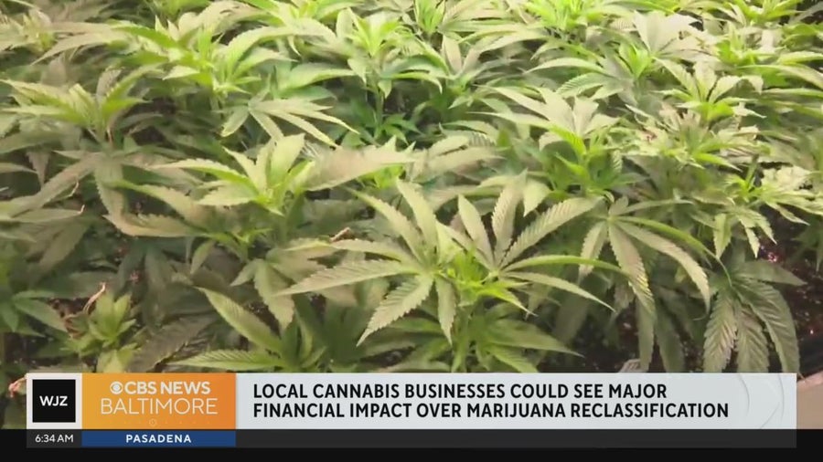 Marijuana reclassification would give Maryland's cannabis industry a ...