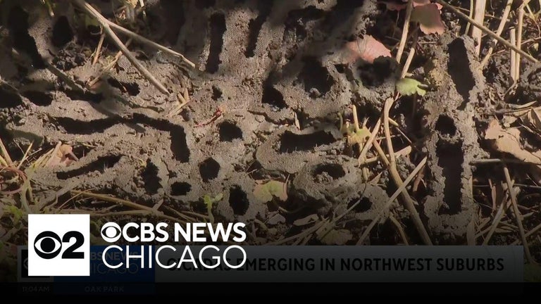 Cicadas emerging in Chicago northwest suburbs - CBS Chicago