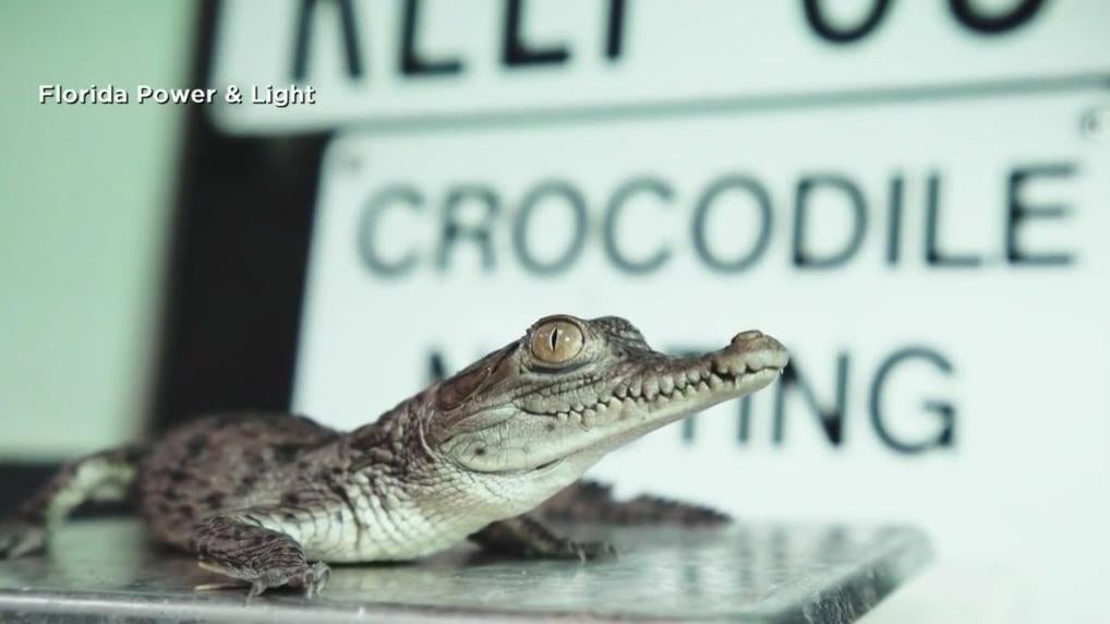 FPL Turkey Point cooling canals are helping the American crocodile ...