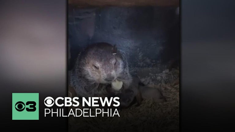 Punxsutawney Groundhog Club reveals Phil and Phyllis' new babies' names ...