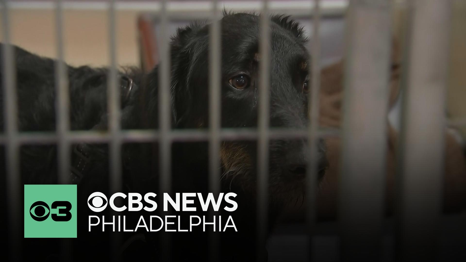 ACCT Philly offering $10 adoptions as part of nationwide effort to ...
