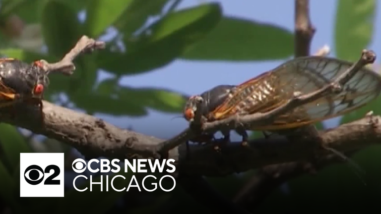 Cicadas pee from trees. And they can urinate a lot, a new study finds ...