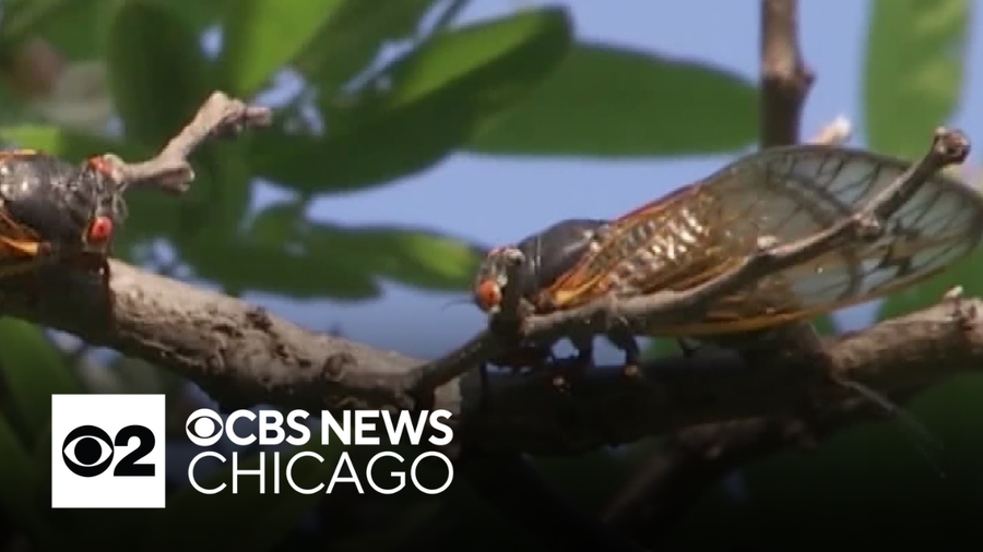 Cicadas pee from trees. And they can urinate a lot, a new study finds ...