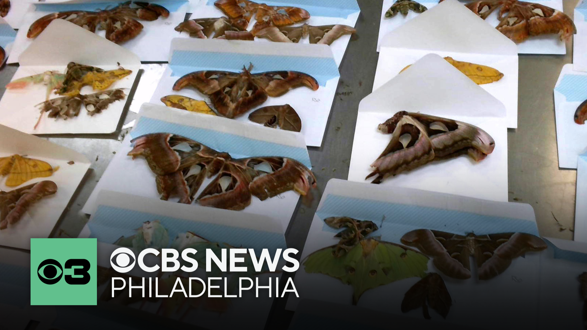 Philadelphia Customs officers intercept package containing 60 dead ...
