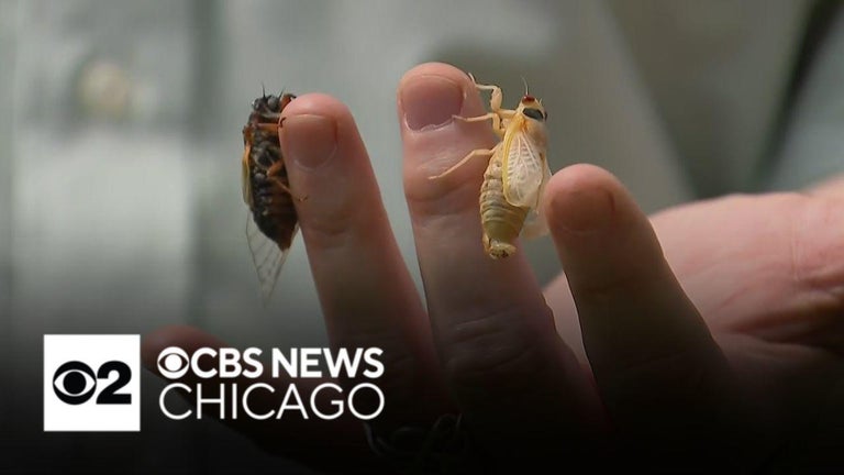 The cicadas in Illinois are here: Five facts to know - CBS Chicago