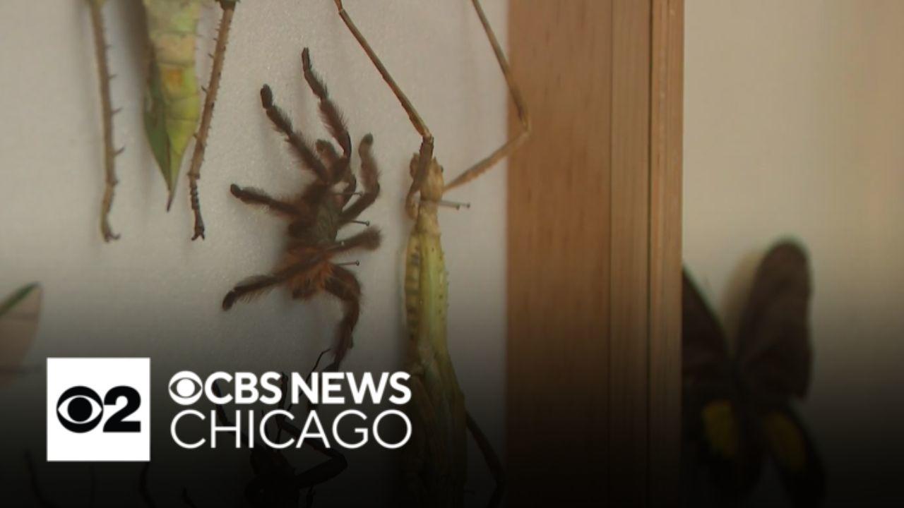 The Insect Asylum on Chicago's Northwest Side brings nature closer ...