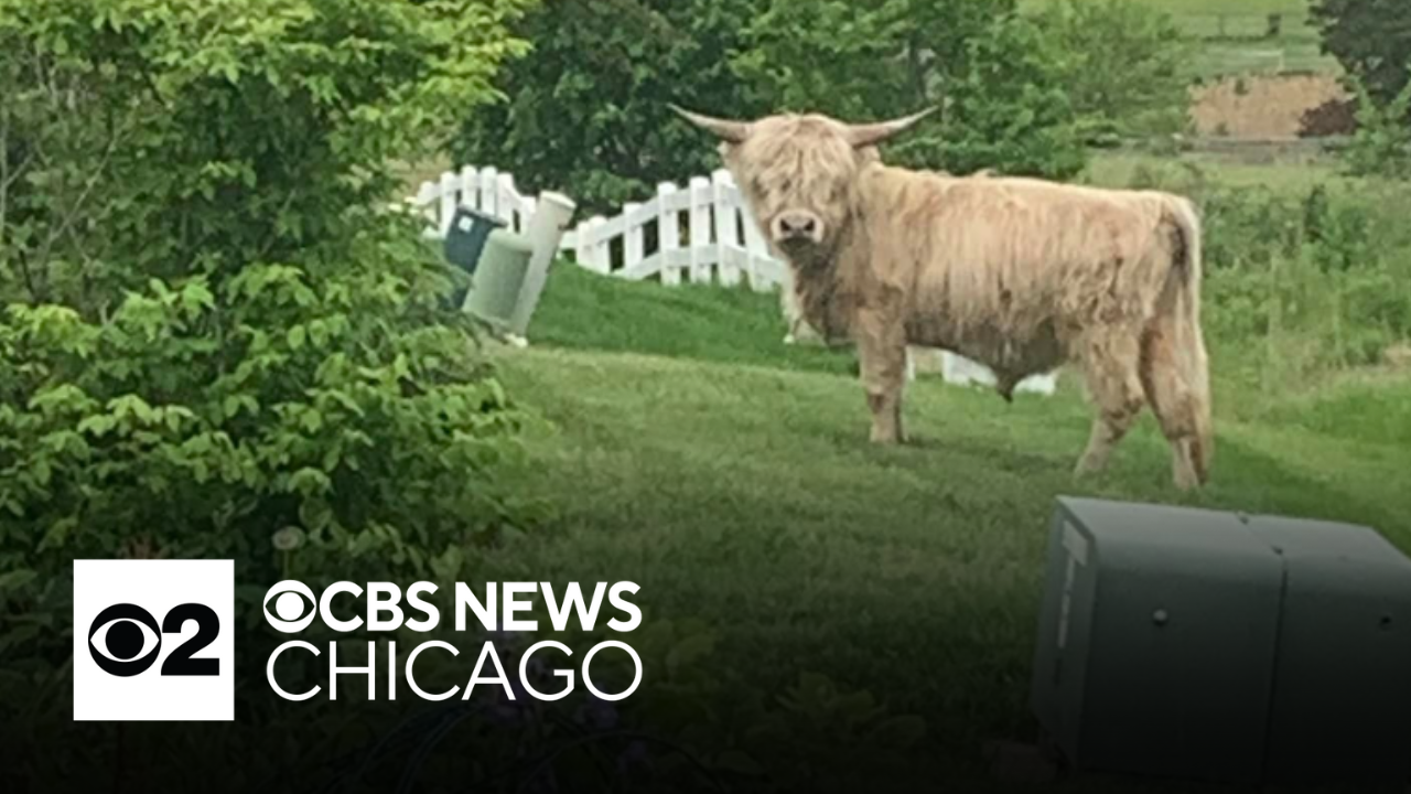 Police: "Udder chaos" as cow spotted in suburban Chicago yard - CBS Chicago
