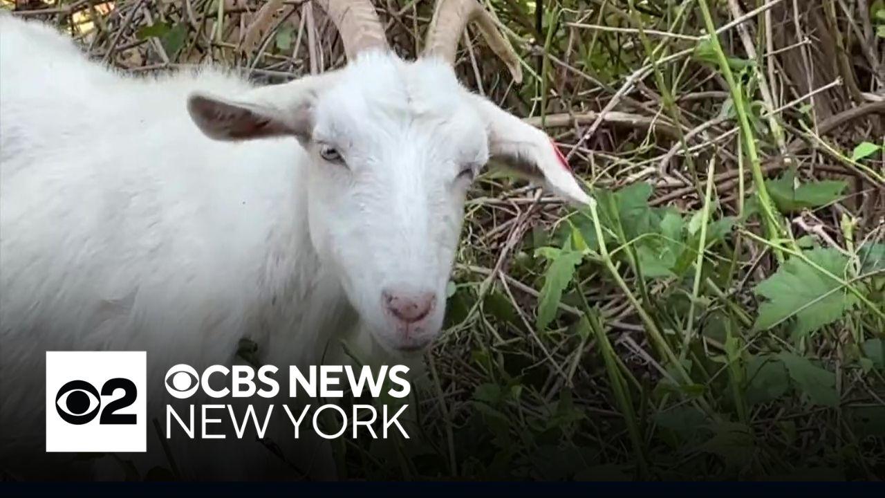 See it: New Rochelle, N.Y. brings in goats to take on invasive species ...