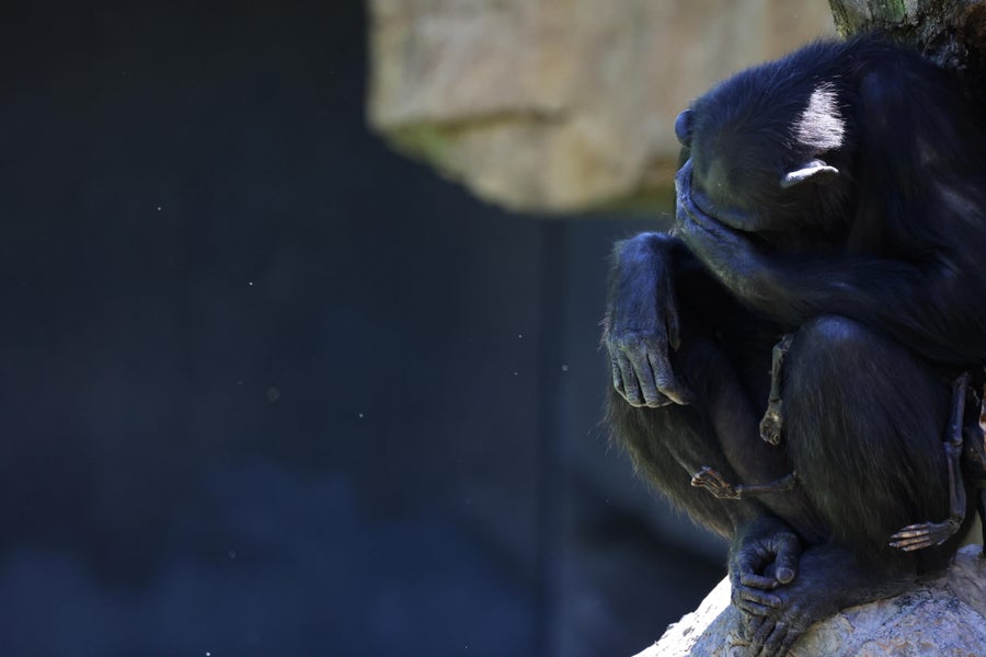 Grieving chimpanzee carries around her dead baby for months at zoo in ...