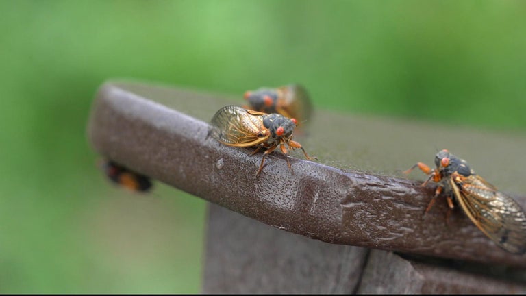 "Sludge" from Mormon cricket invasion causes multiple crashes in Nevada ...