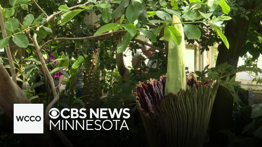 Rare corpse flower blooms at Como Park Zoo and Conservatory - CBS Minnesota