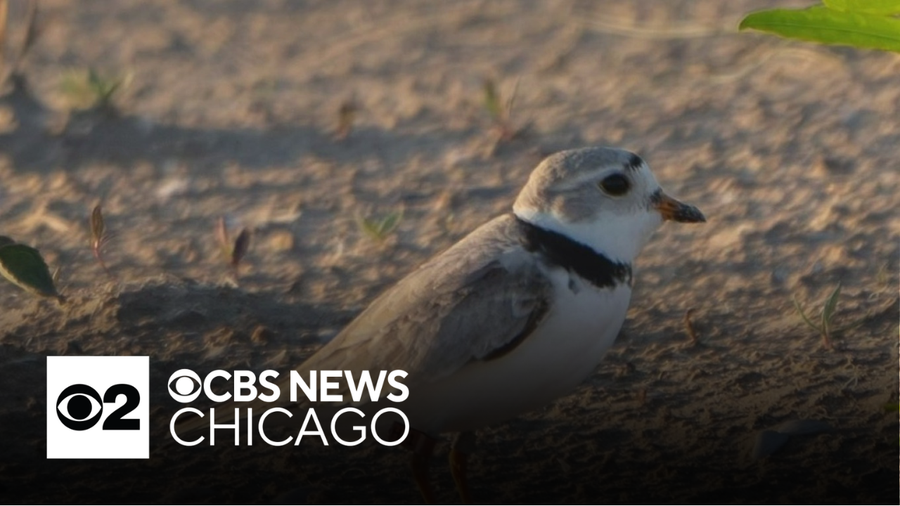 Nearly-extinct piping plover spotted on Chicago beach - CBS Chicago