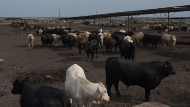 Bird flu detected in beef tissue for first time, USDA says, but beef is ...