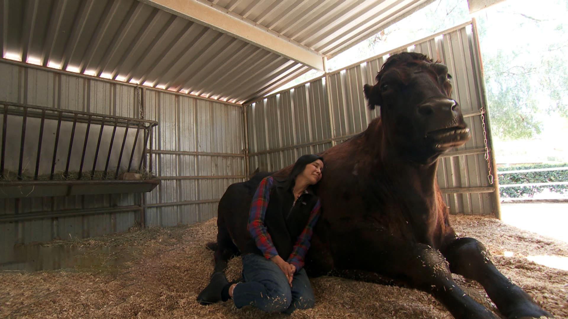 How a California rescue farm is helping animals and humans heal from ...