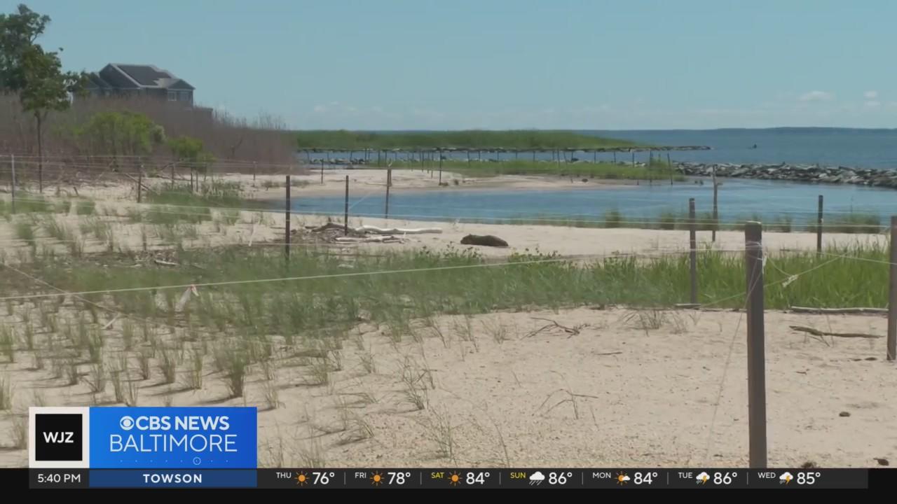 Newly completed living shoreline will help preserve shrinking shoreline ...