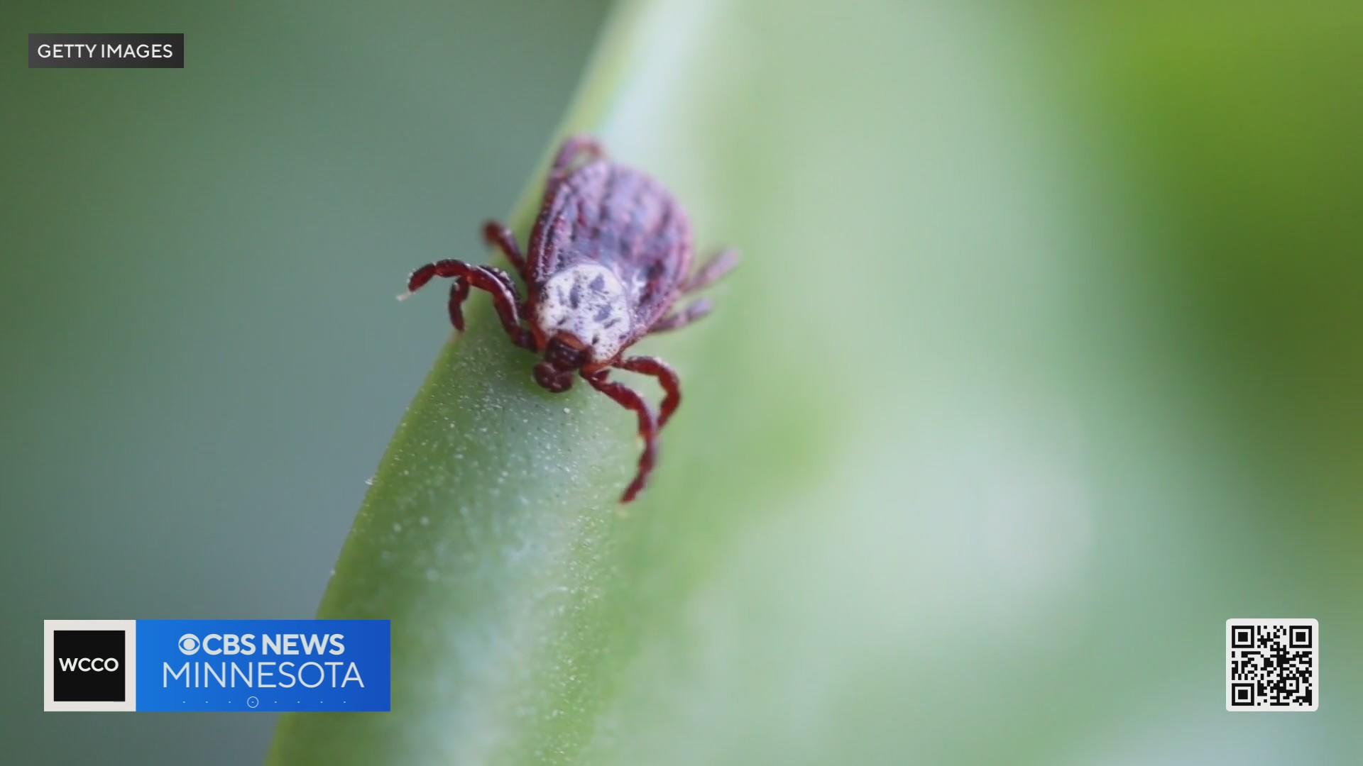 Ticks may be worse after the mild winter. Here's what you need to know ...