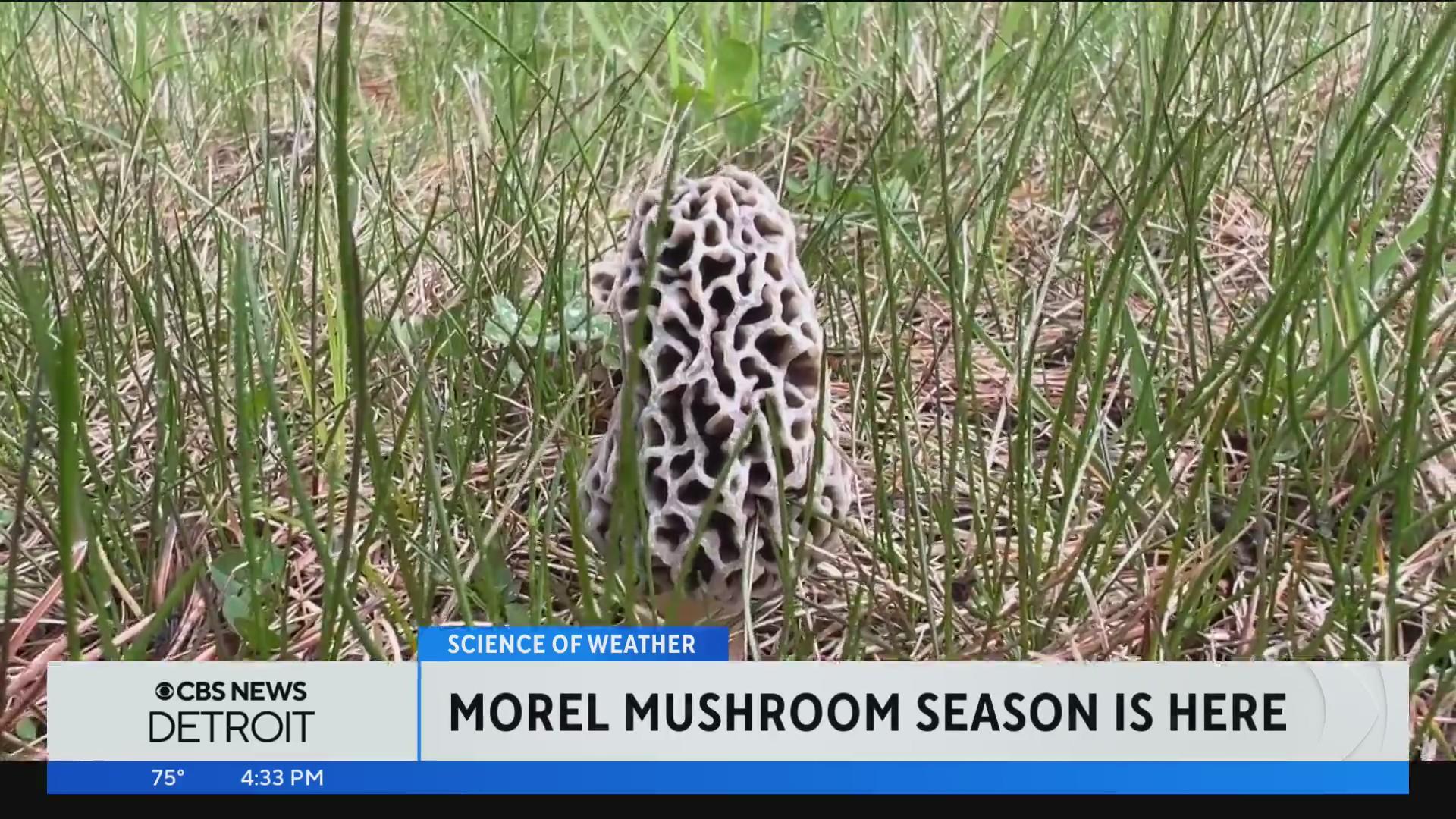 Michigan's morel mushroom foraging season has begun. Here's where to ...