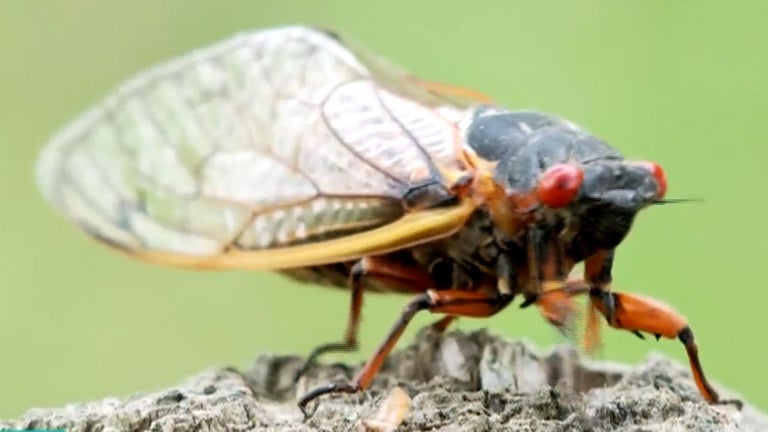 Cicadas are coming back. See when and where experts say they will ...