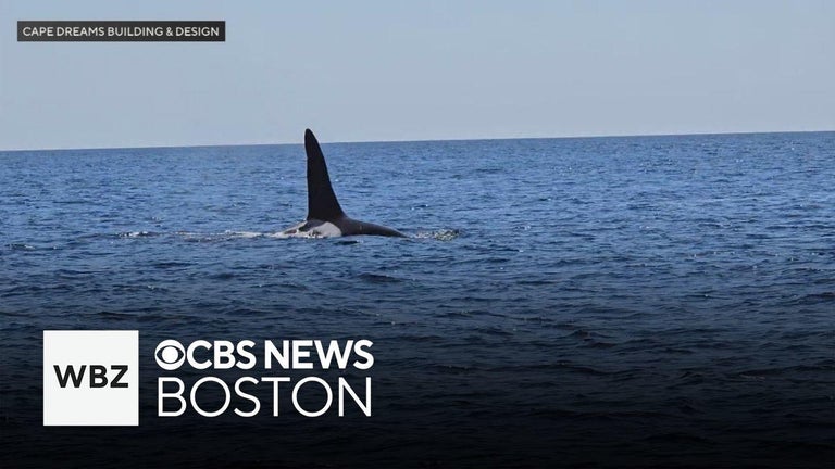 Video shows rare orca sighting off the coast of Massachusetts - CBS Boston