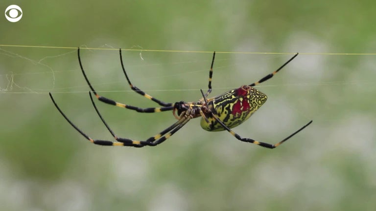 Giant Joro spiders can fly for miles and devour butterflies, but they ...