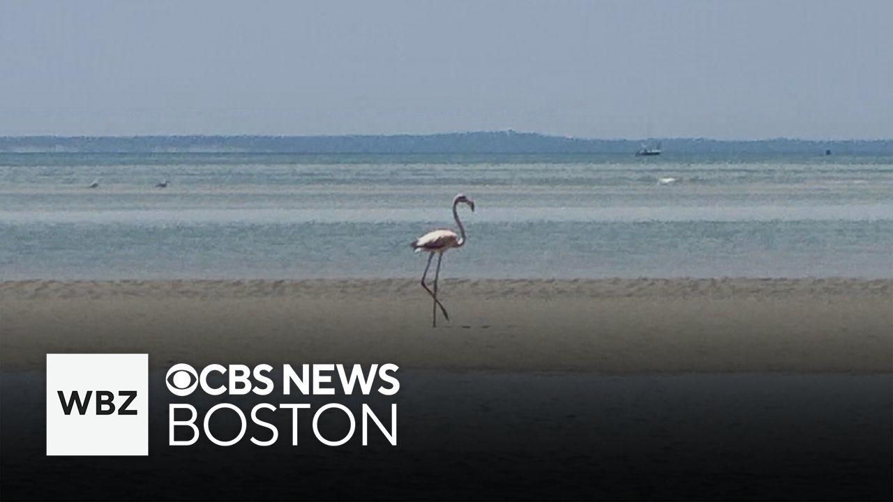 Flamingo sighting on Cape Cod has bird-watchers buzzing - CBS Boston