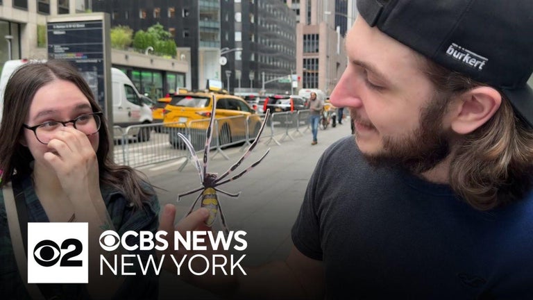 Giant venomous flying spiders with 4-inch legs heading to New York area ...