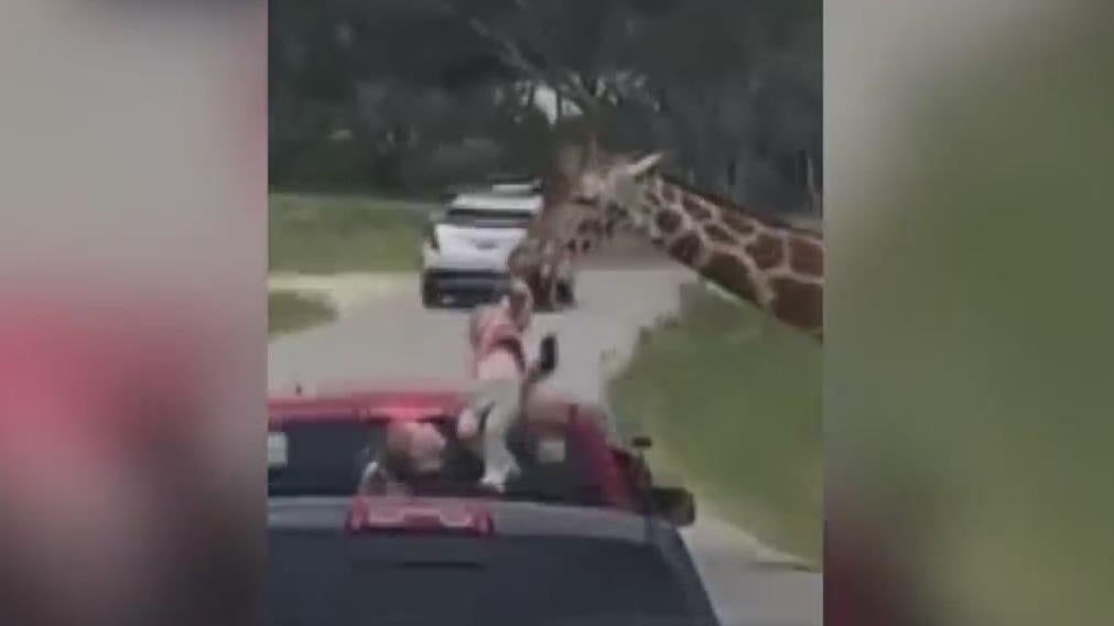 Giraffe hoists 2-year-old into the air at drive-thru safari park: "My ...