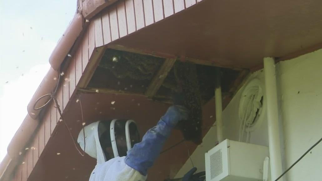 All the buzz! Florida Bee Rescue dedicated to saving the bees for more ...