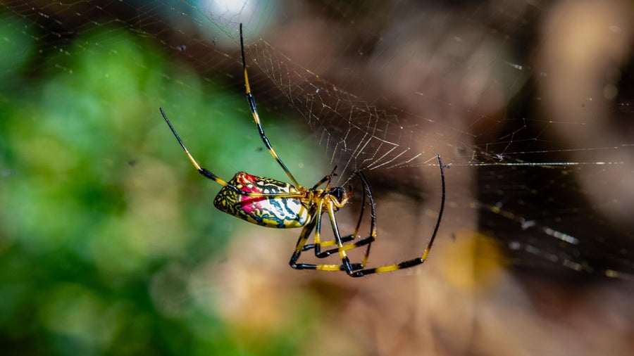 Giant "flying" Joro spiders reported across Georgia — and now confirmed ...