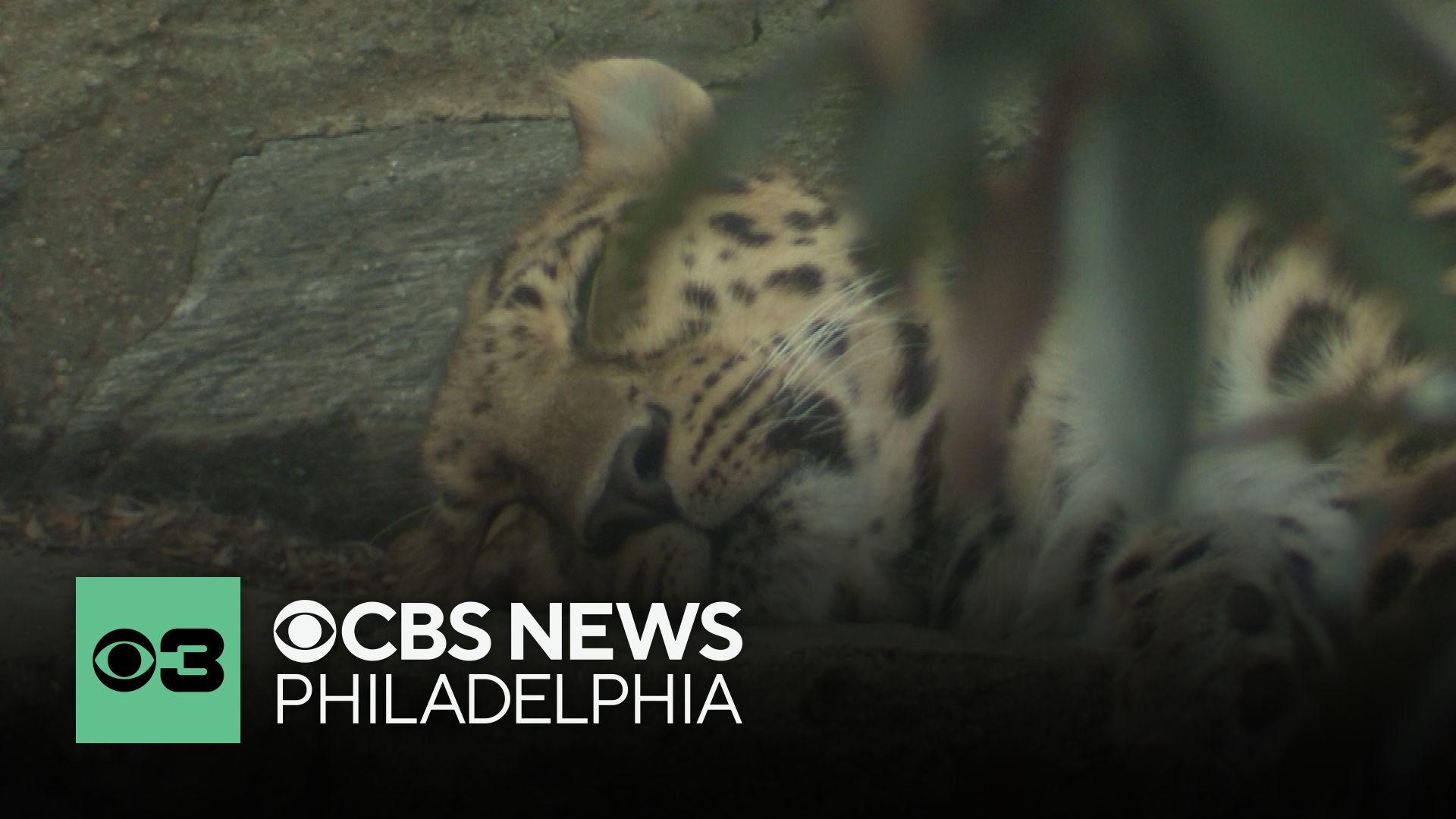 Philadelphia Zoo celebrates 150th anniversary with summertime deals ...