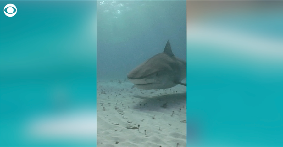 Shark spits out spiky land-loving creature in front of shocked ...