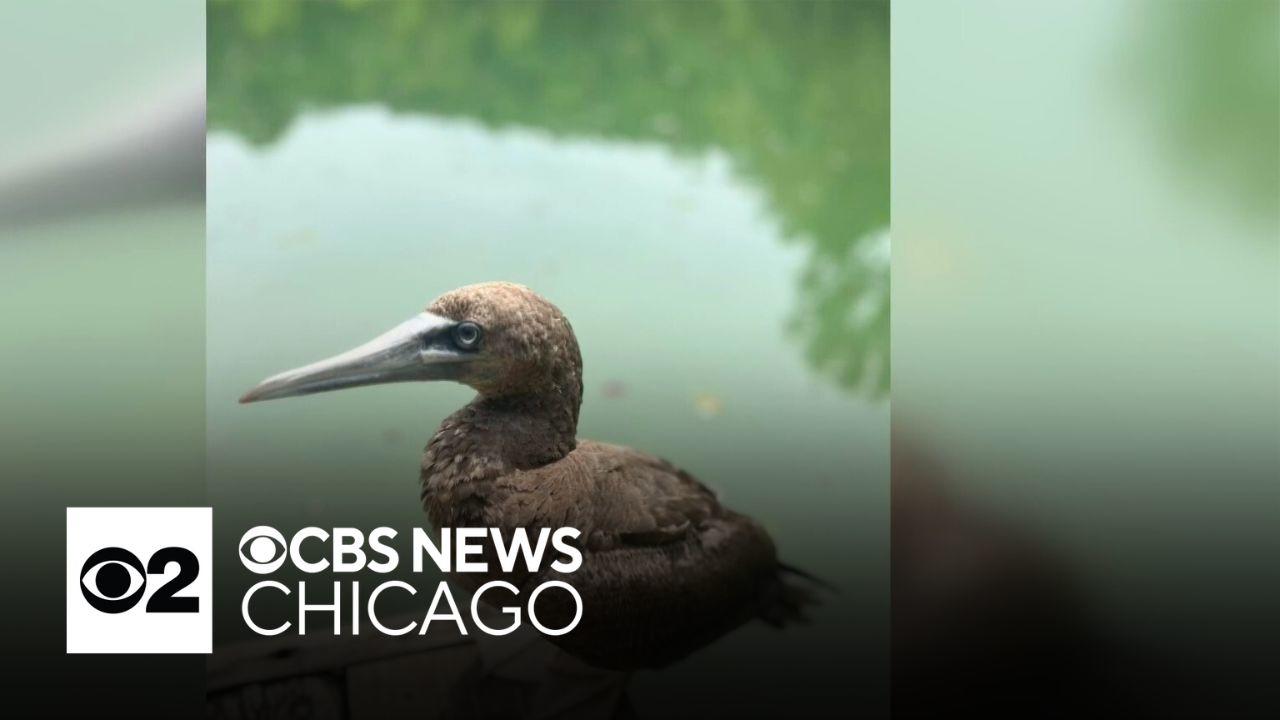 Rare Brown Booby bird sighting in southern Indiana ruffles feathers at ...